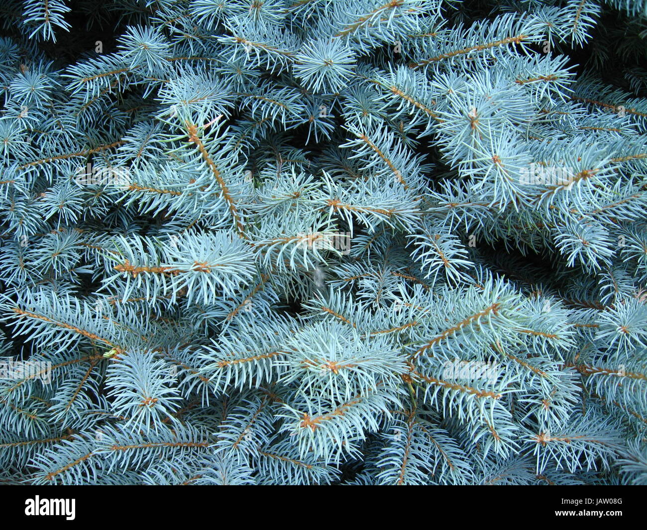 light blue branches of slender young fur-tree Stock Photo - Alamy