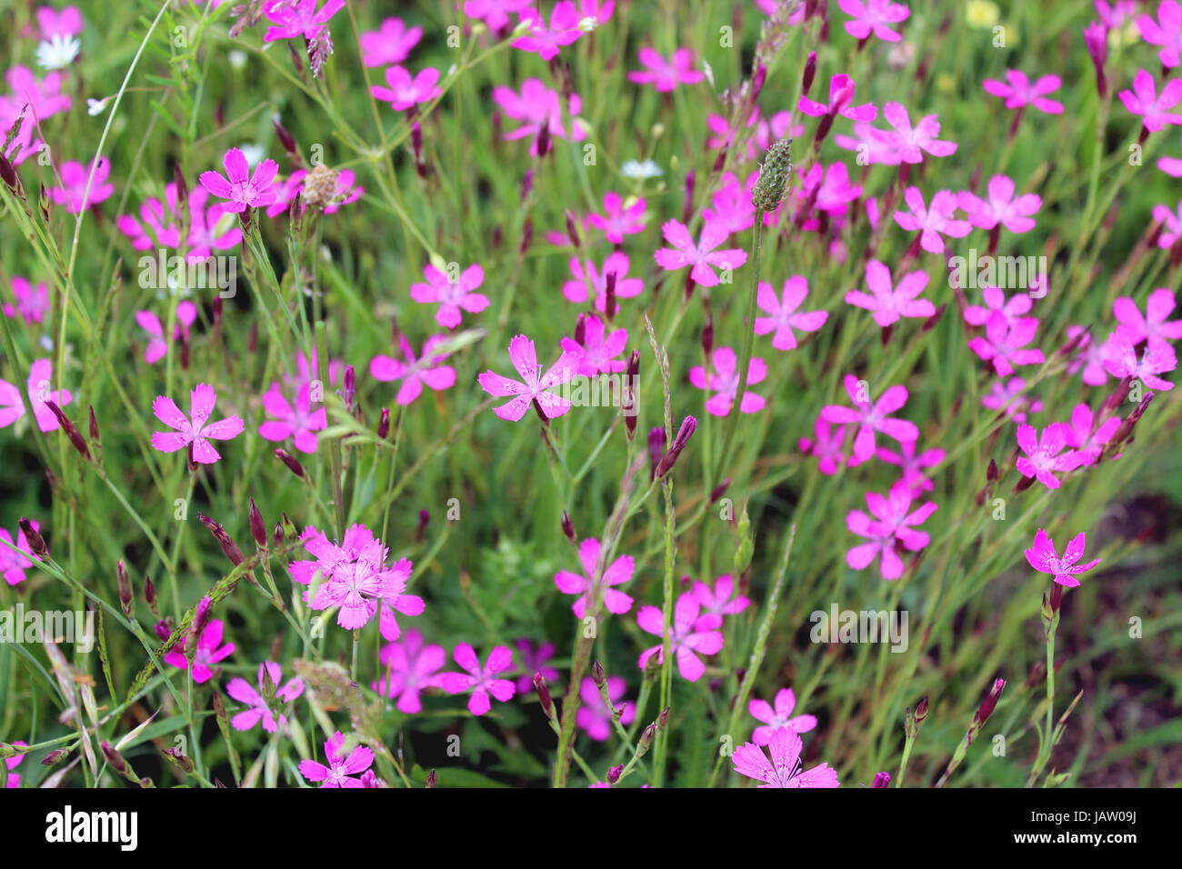 flowers of wild pink carnation in the field Stock Photo - Alamy