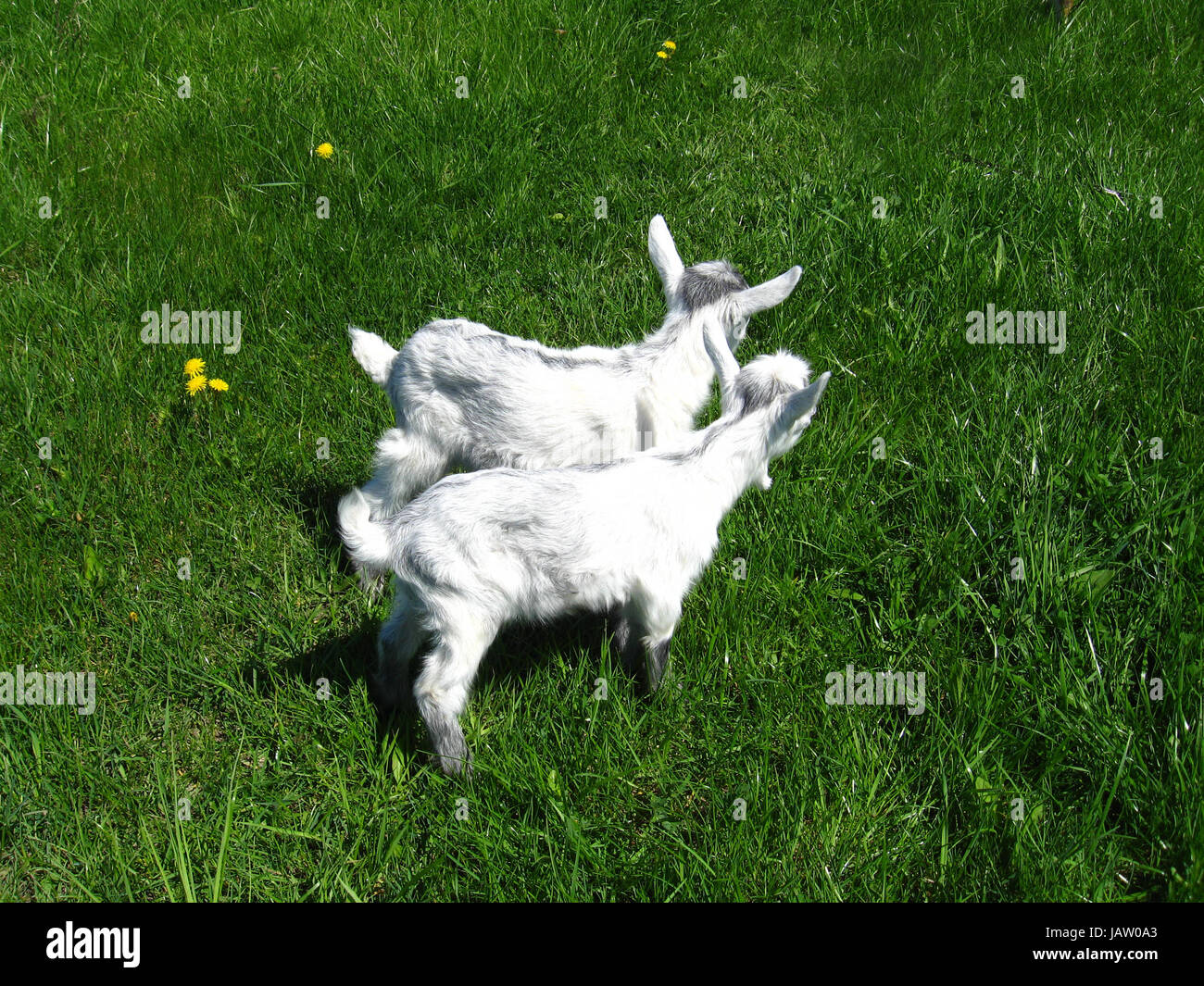 two goat kids on the green pasture Stock Photo - Alamy