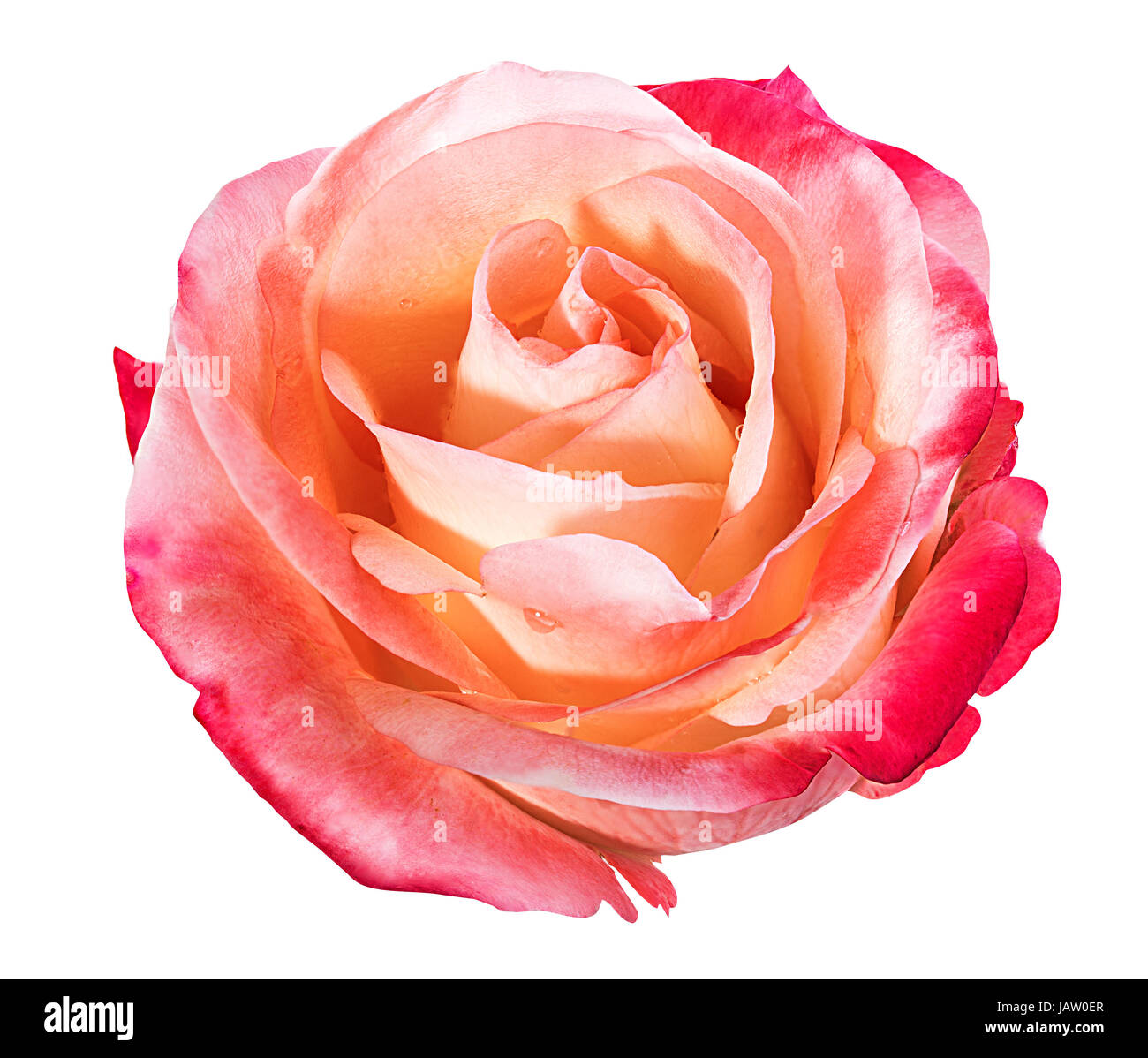 rose isolated on white background Stock Photo - Alamy