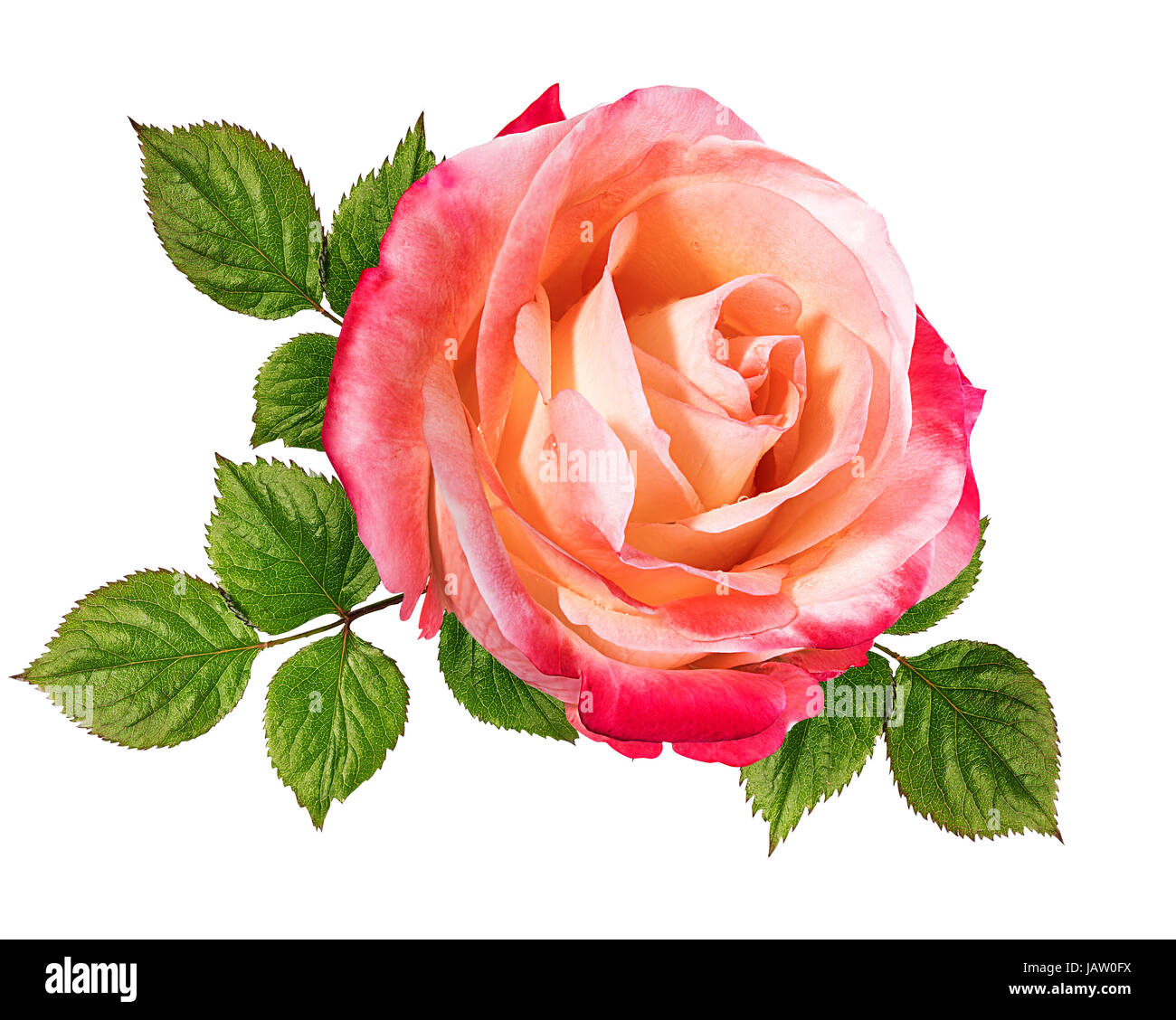 rose isolated on white background Stock Photo - Alamy