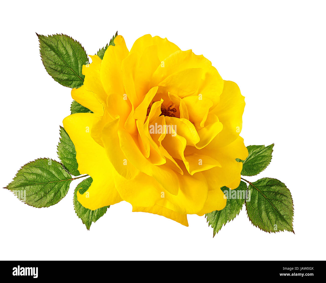 rose isolated on white background Stock Photo - Alamy