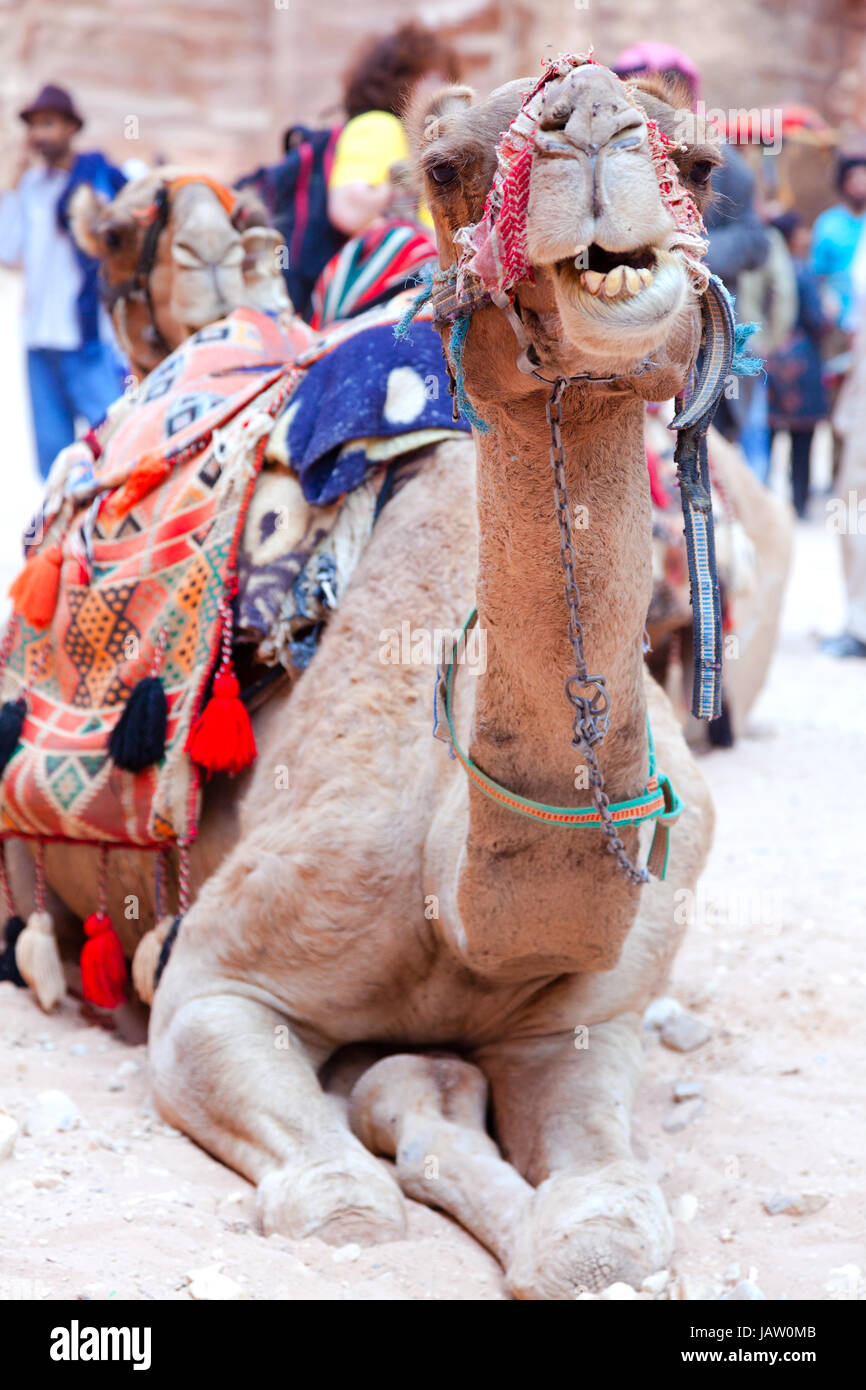 Portrait of a camel covered by colorful rugs in Petra, Jordan Stock ...