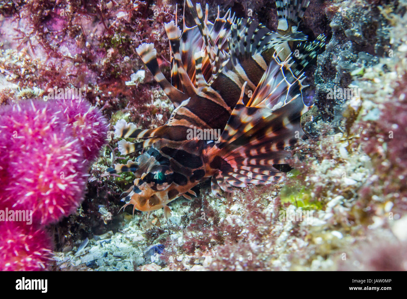 juvenile lionfish underwater macro Stock Photo - Alamy