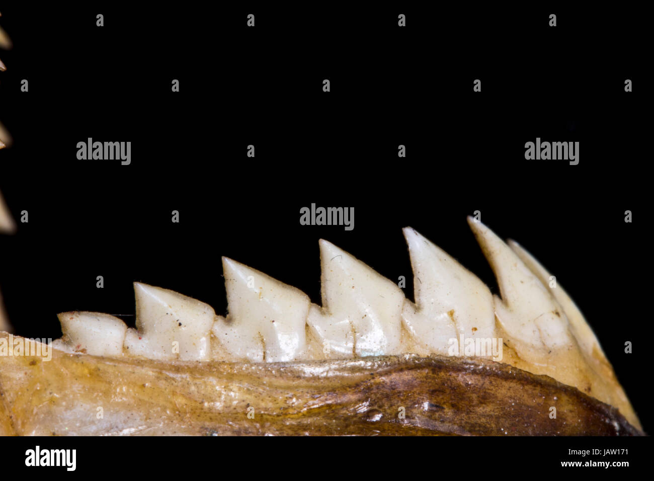 Piranha Teeth and Skull in Abstract Macro on Black Background Stock ...