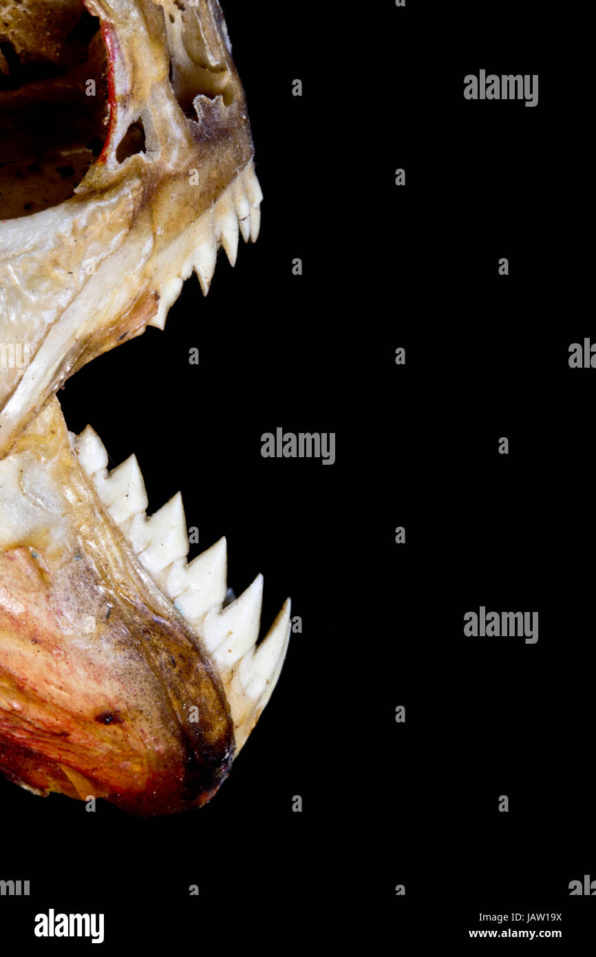 Piranha Teeth and Skull in Abstract Macro on Black Background Stock ...
