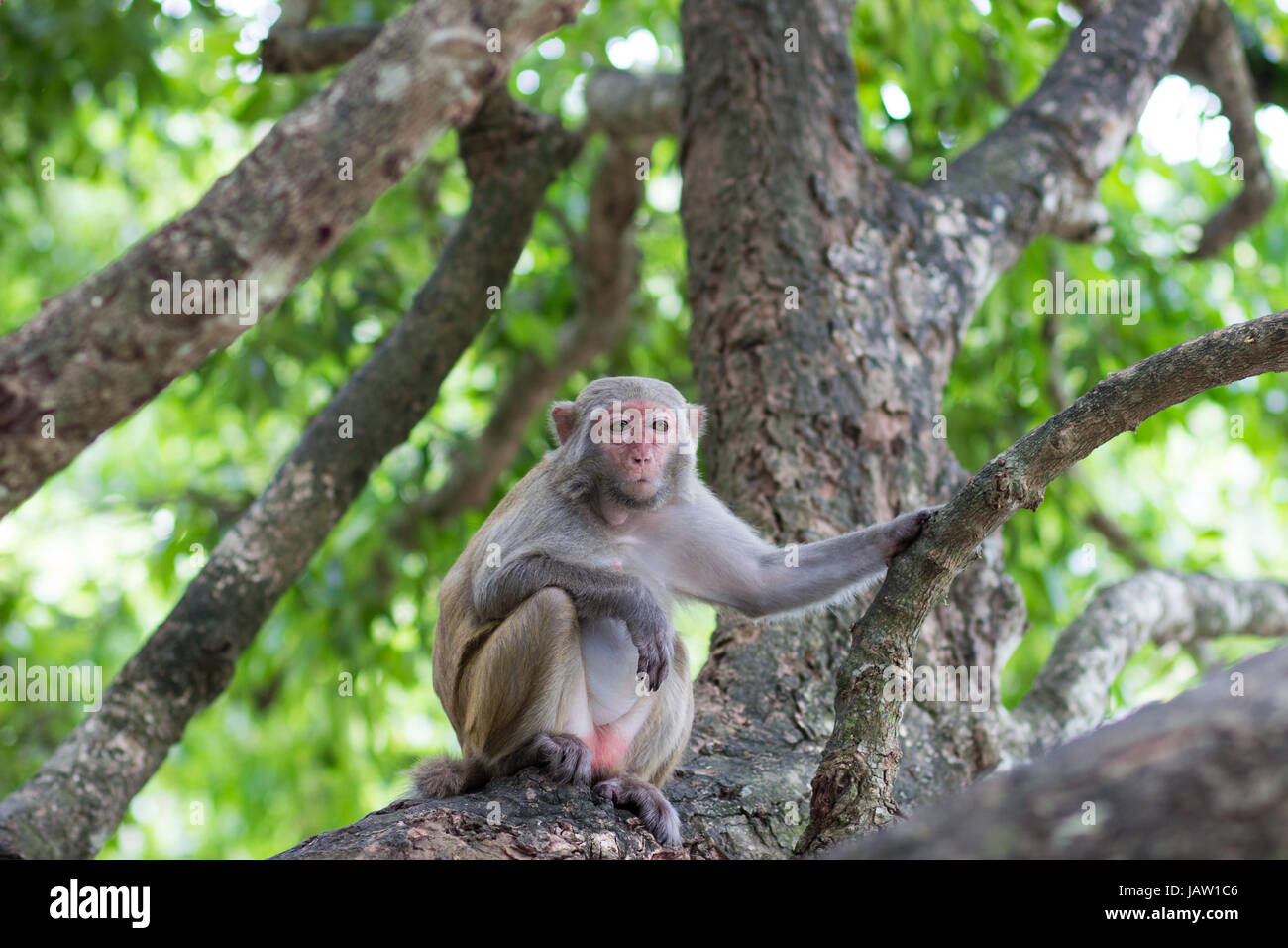 adult female rhesus monkey sits on a tree holding a branch Stock Photo ...