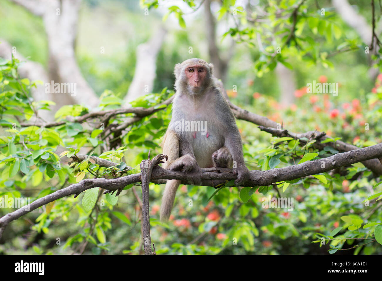 Adult female crab eating macaque hi-res stock photography and images ...