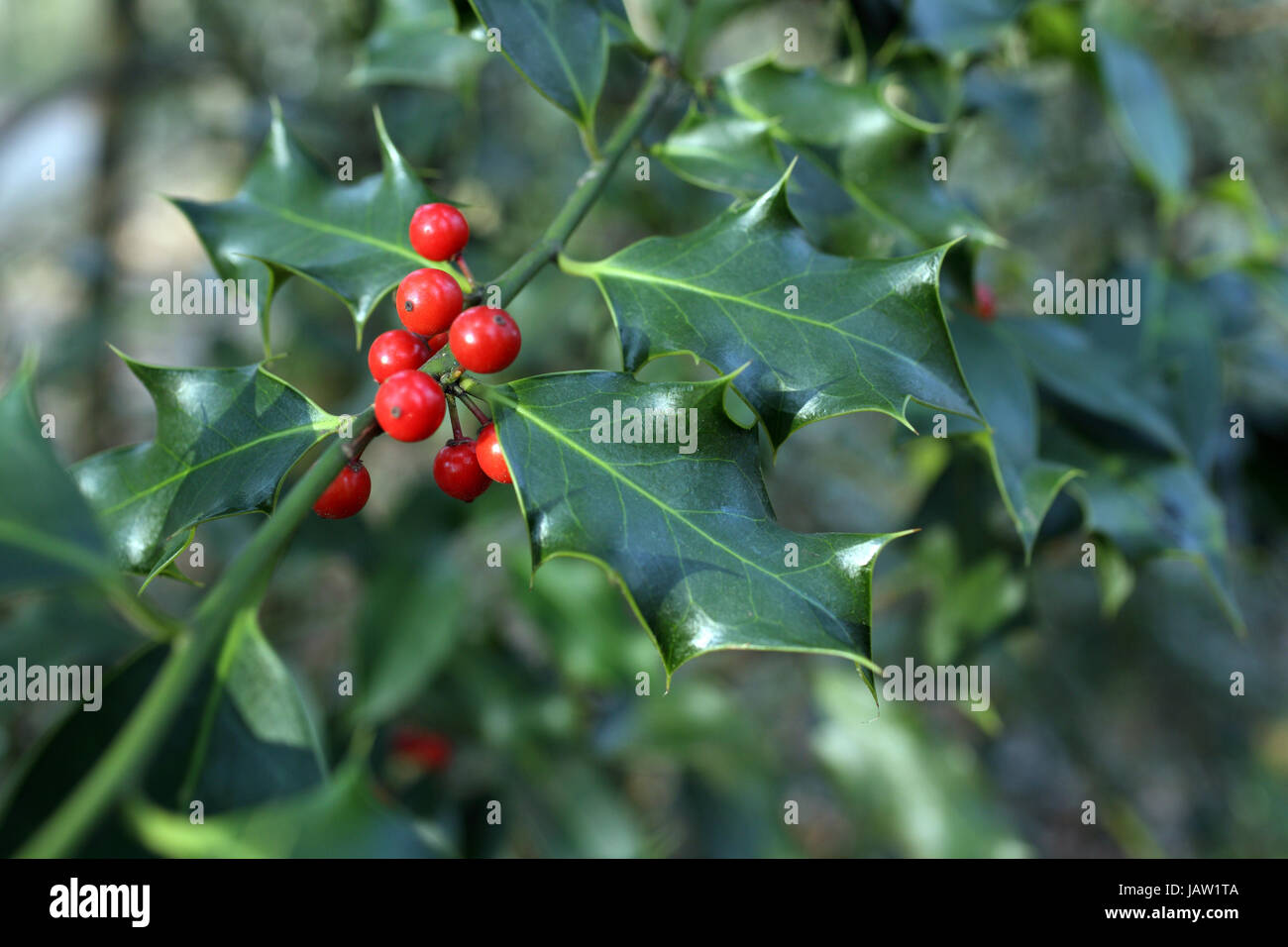 Details of a branch of Ilex aquifolium with red fruits Stock Photo - Alamy
