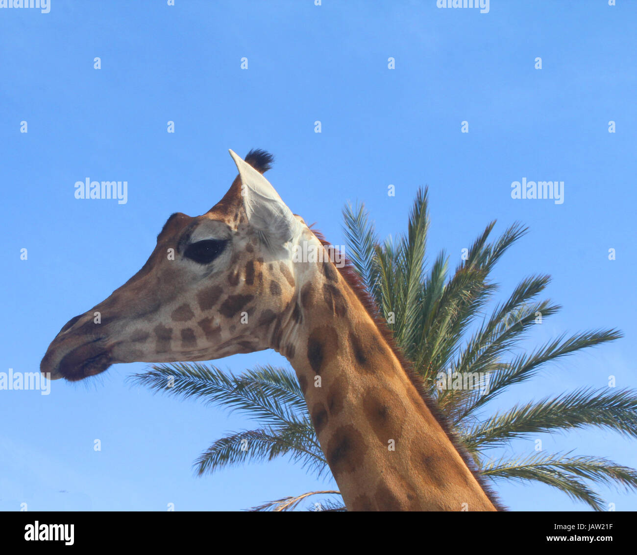Portrait of a giraffe against a blue sky Stock Photo - Alamy