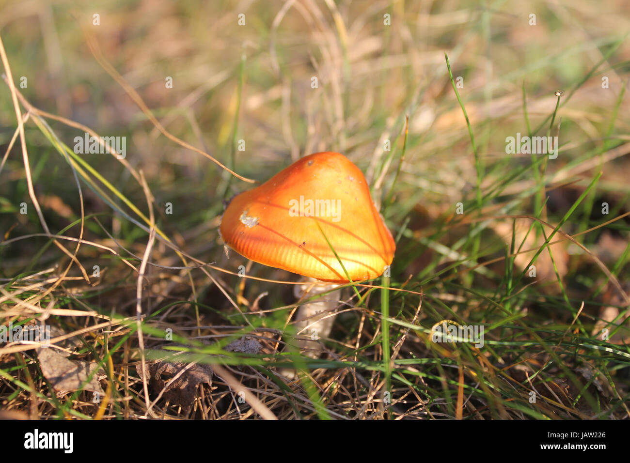 mushroom in forest Stock Photo - Alamy