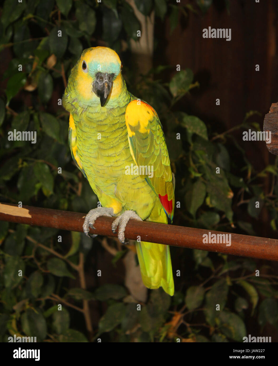 Parrott bird hi-res stock photography and images - Alamy