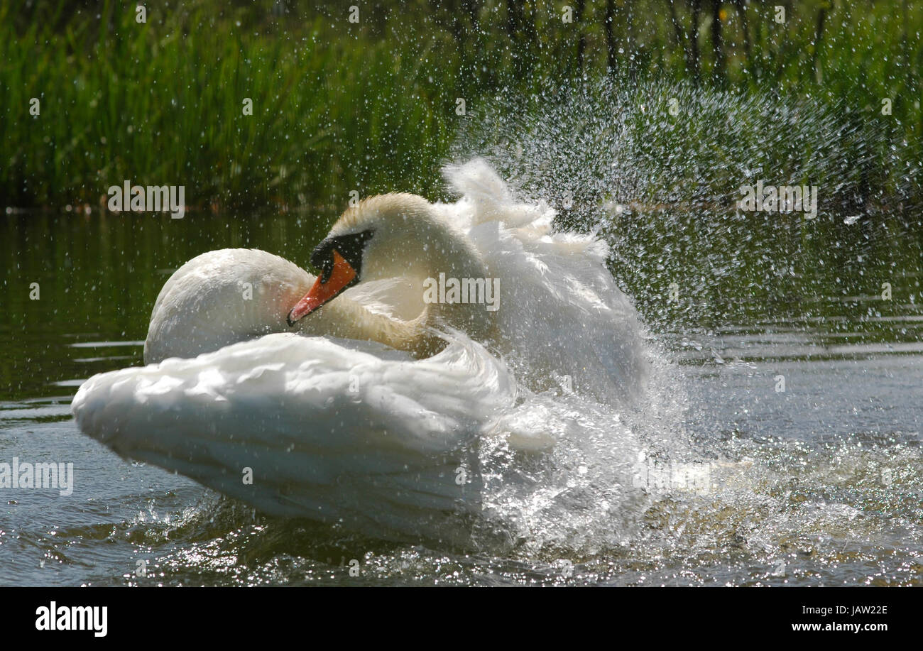 swan washing its feathers Stock Photo - Alamy