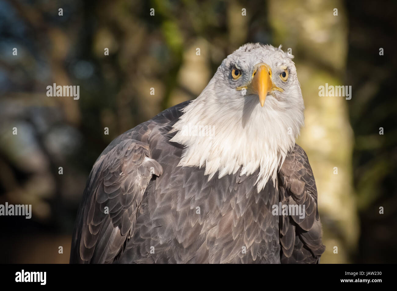 north american bald eagle with an aggressive stare Stock Photo - Alamy