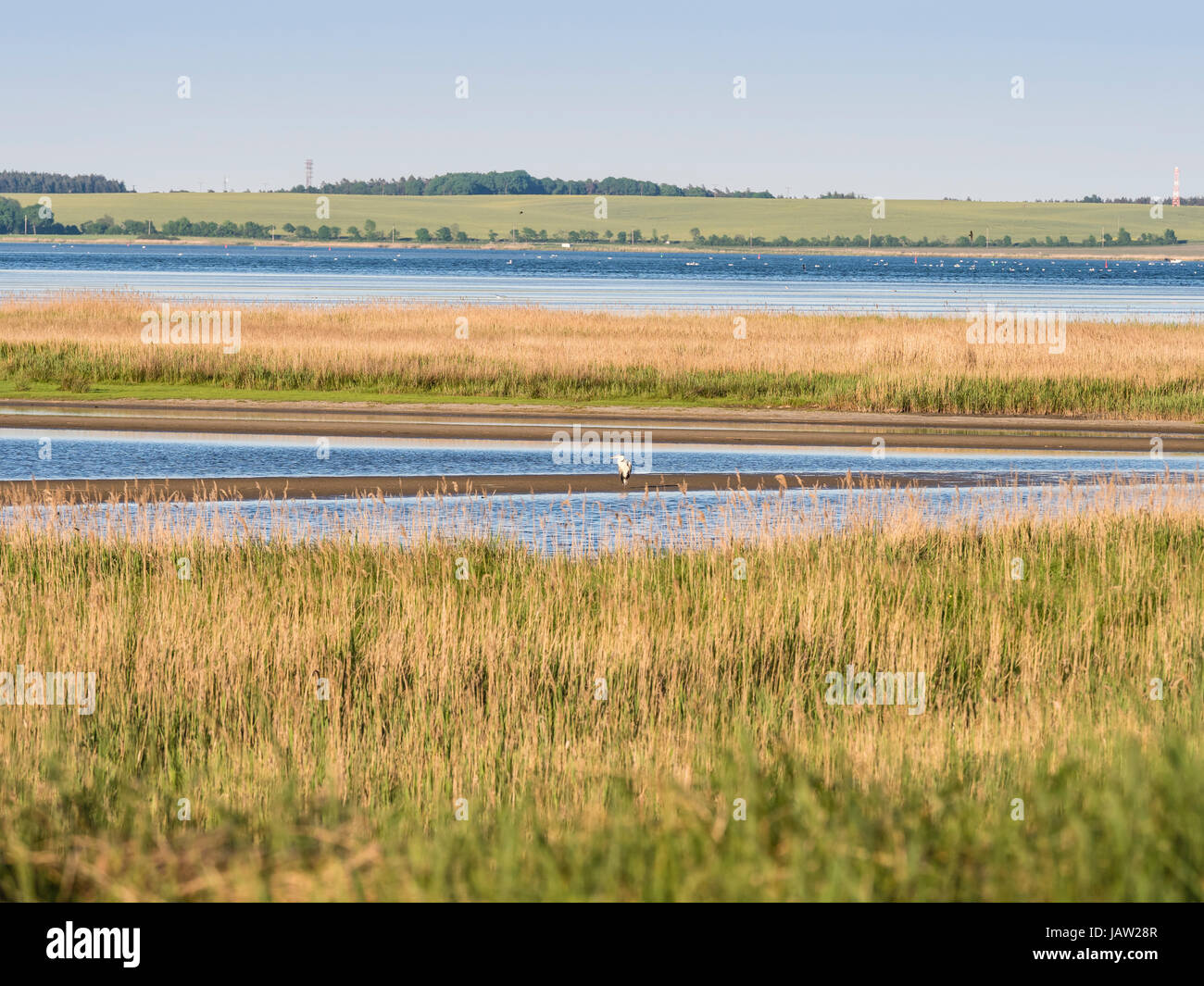 National Park 'Vorpommersche Boddenlandschaft', Bodden landscape near ...