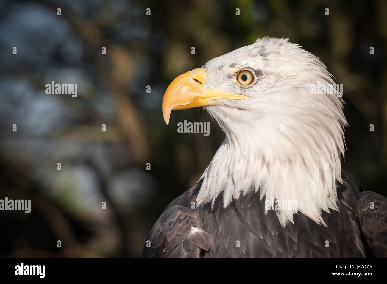 head profile of an american bald eagle Stock Photo - Alamy