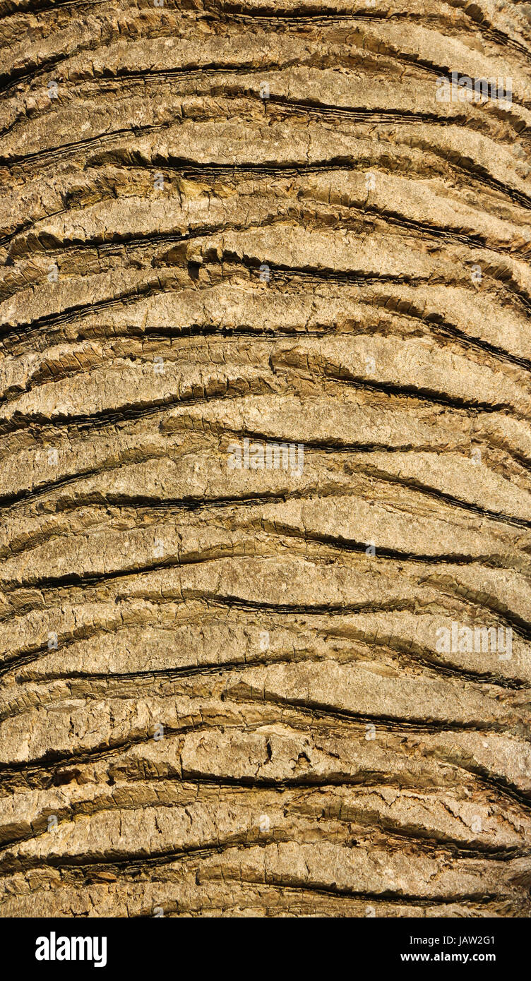Natural texture of a palm tree Stock Photo - Alamy