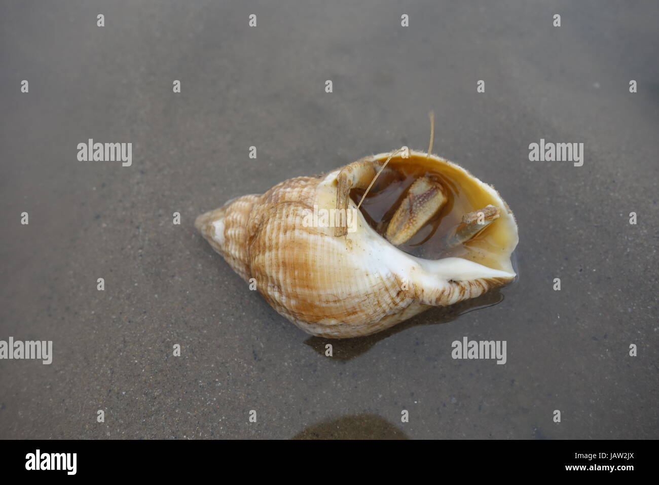 crab in shell Stock Photo - Alamy