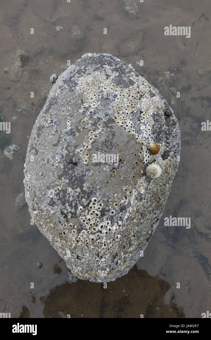 rock on beach Stock Photo - Alamy