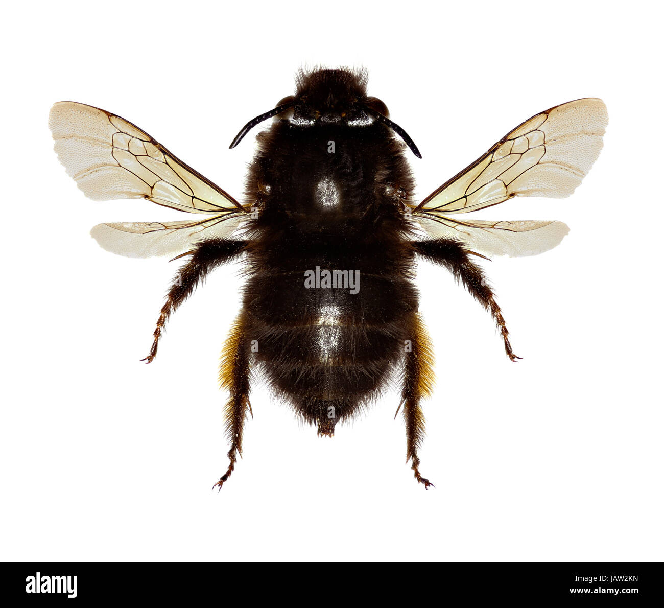 Hairy footed flower bee Cut Out Stock Images & Pictures - Alamy