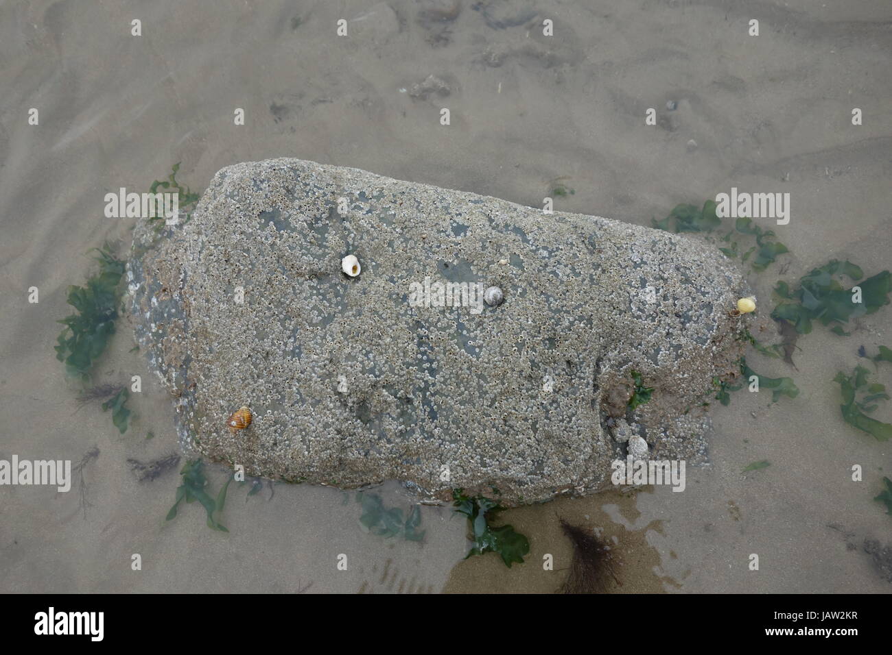 rock on beach Stock Photo - Alamy