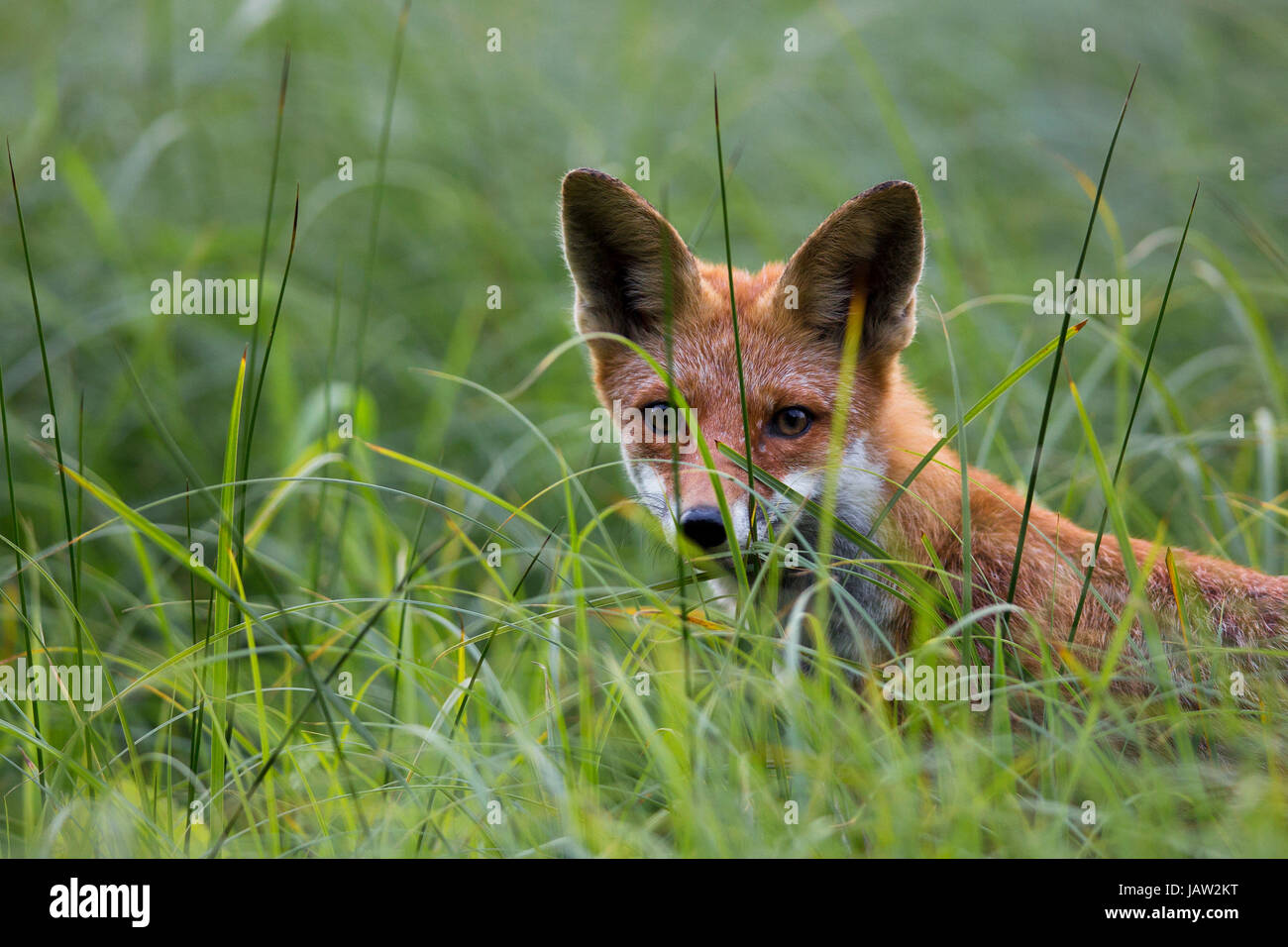 fox hunting in the grass Stock Photo - Alamy