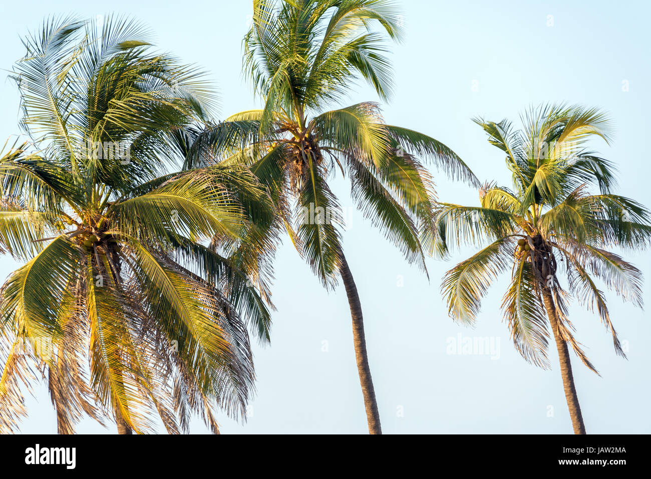 Three palm trees in Cartagena, Colombia Stock Photo - Alamy