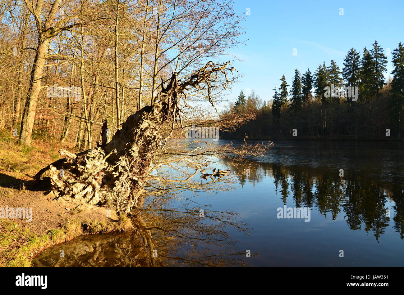 winter sun in december at bear lake near stuttgart Stock Photo - Alamy