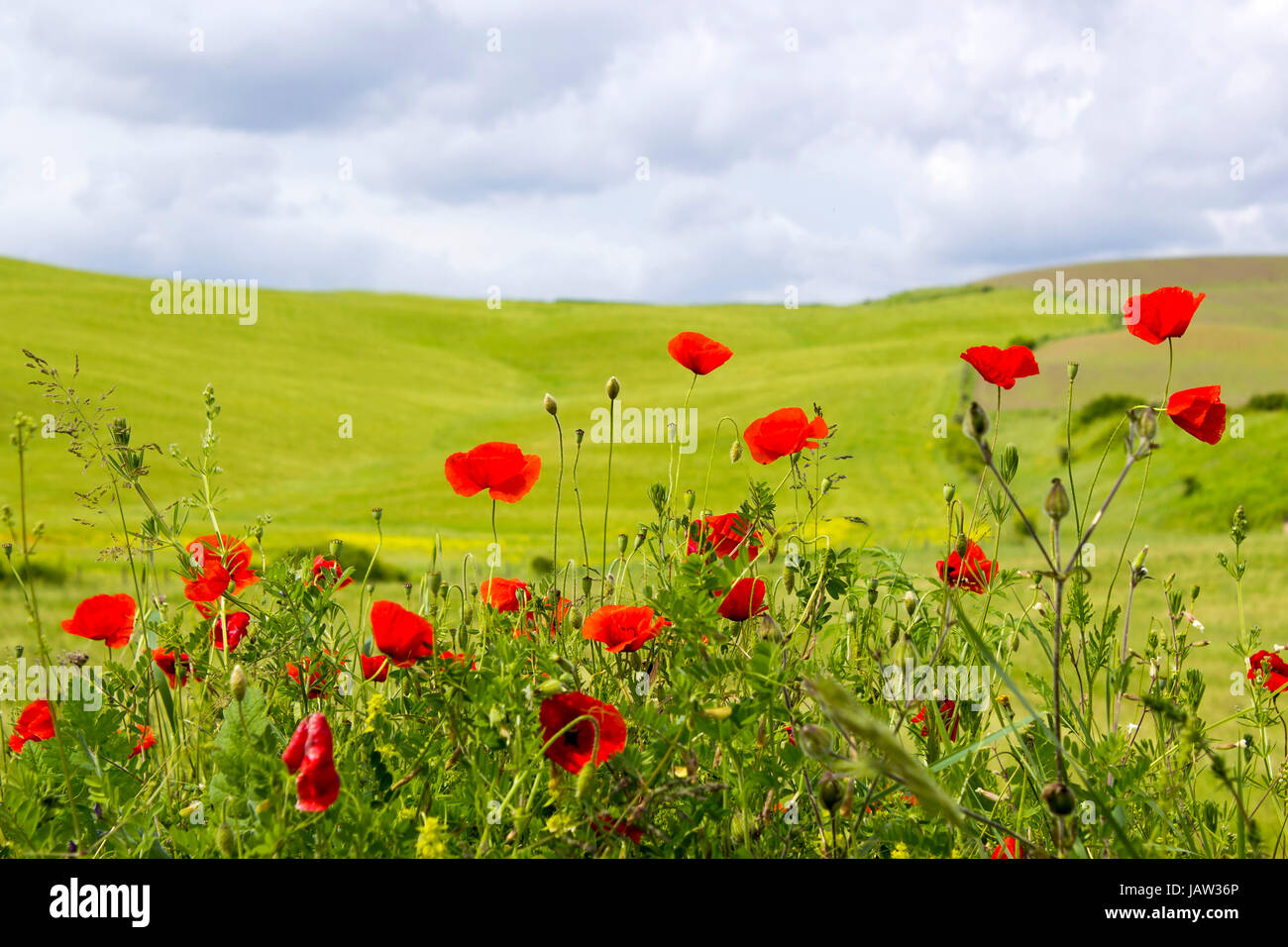 spring in Tuscany, landscape with poppies Stock Photo - Alamy
