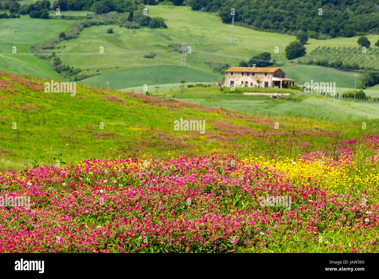 Tuscany - landscape with spring flowers Stock Photo - Alamy