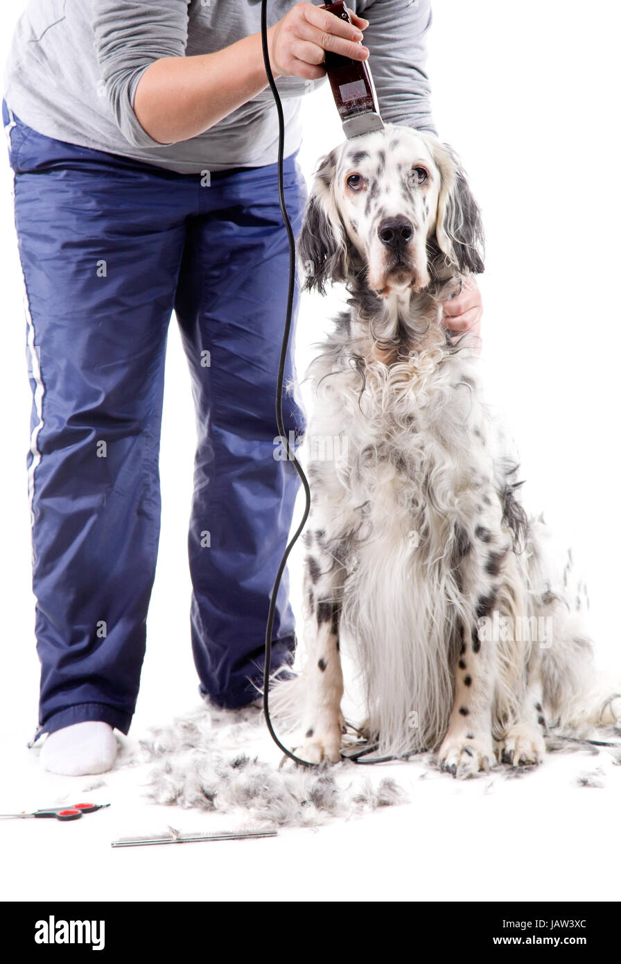 A professional is grooming an English Setter. Isolated on white ...