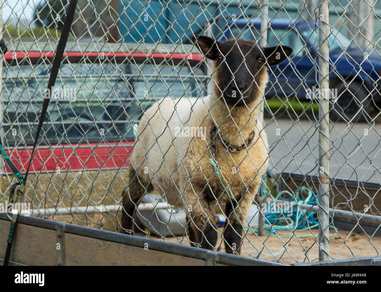 Pet Lamb on a farmers truck deck in a cage Stock Photo - Alamy