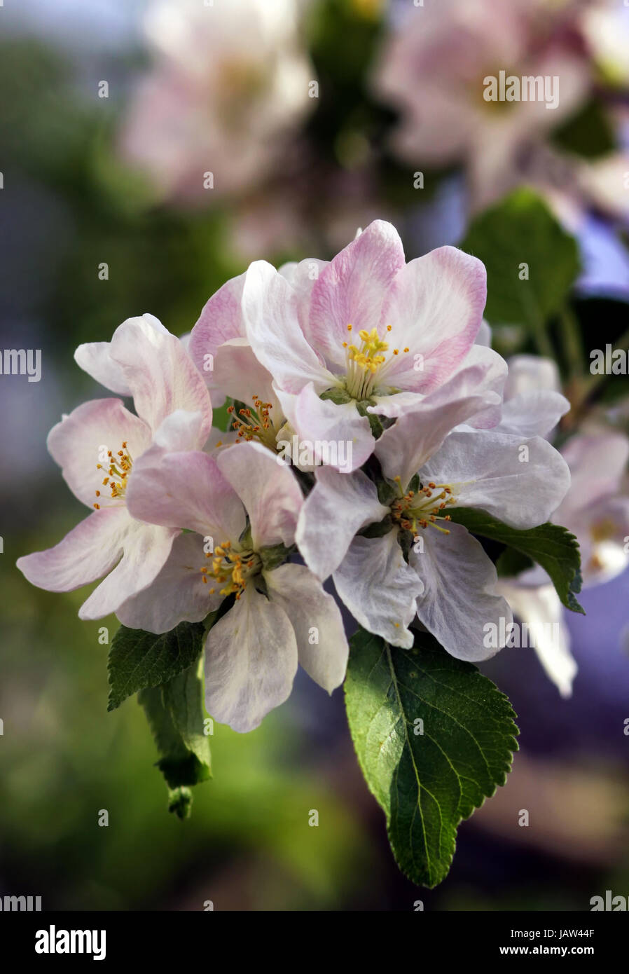 spring apple tree Stock Photo - Alamy