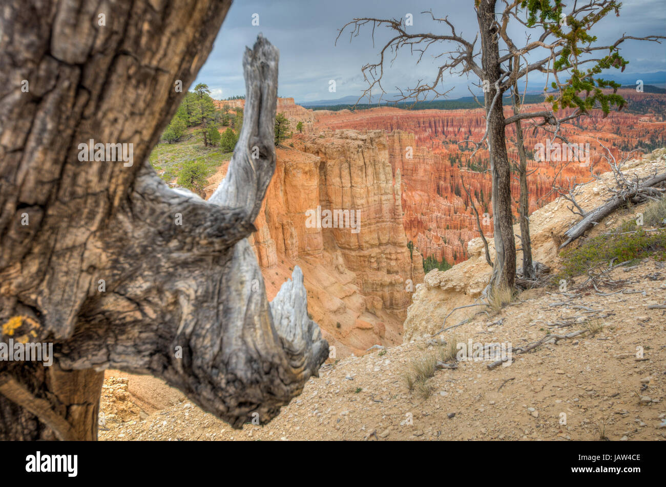 Canyon Bryce wood in foreground amphitheater west USA utah 2013 Stock ...