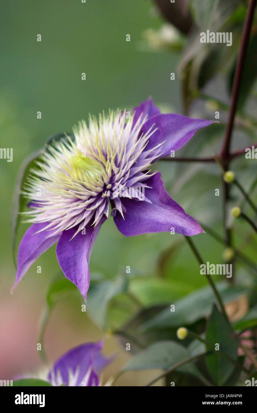 Lila jude hi-res stock photography and images - Alamy