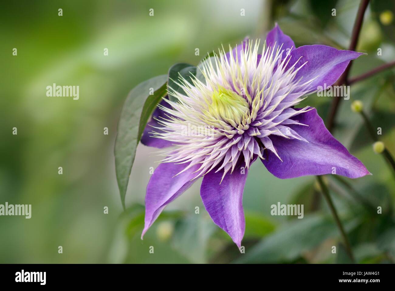 Lila jude hi-res stock photography and images - Alamy