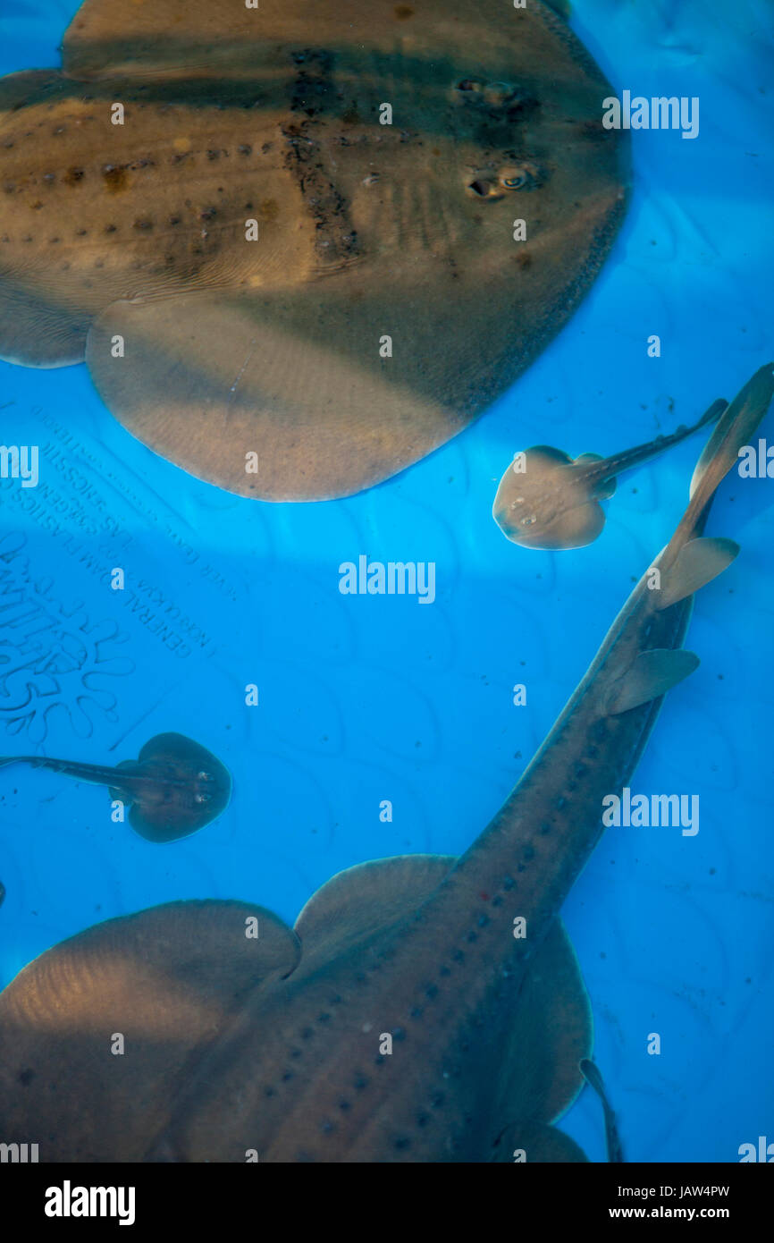 Rays fish hi-res stock photography and images - Alamy