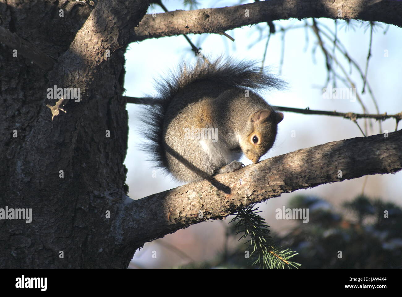 Squirrel curled up in a tree trying to stay warm Stock Photo - Alamy