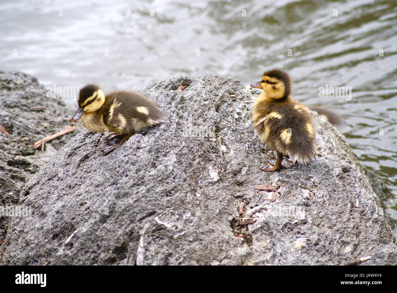Multiple ducklings hi-res stock photography and images - Alamy