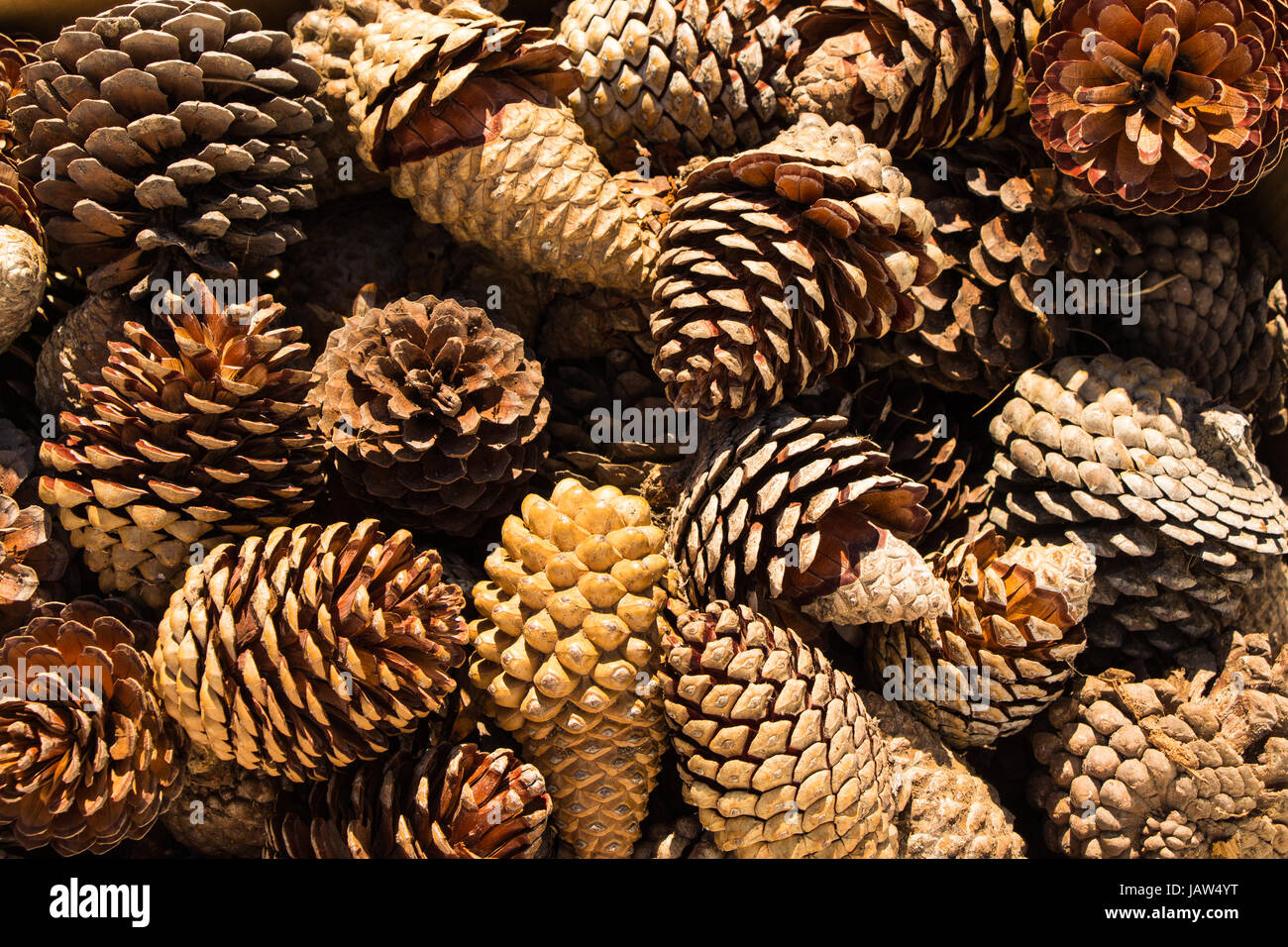 Cone scales of an open pine cone hi-res stock photography and images ...