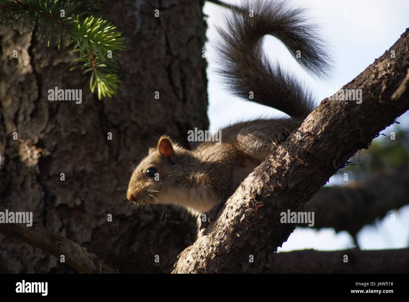 Squirrel mother and babies hi-res stock photography and images - Alamy