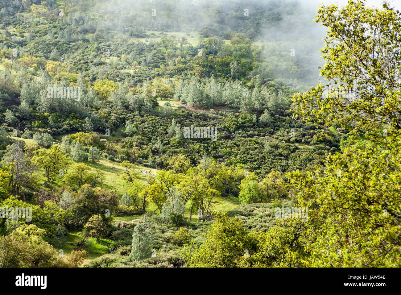 valley of mixed oak and conifer trees with fog, Figueroa Mountain, near ...