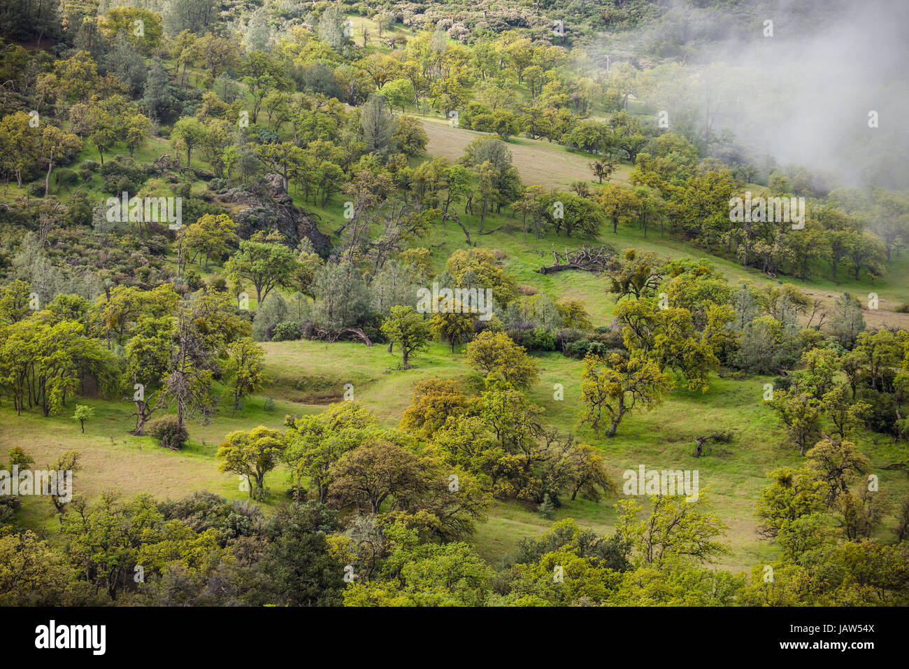 valley of mixed oak and conifer trees with fog, Figueroa Mountain, near ...
