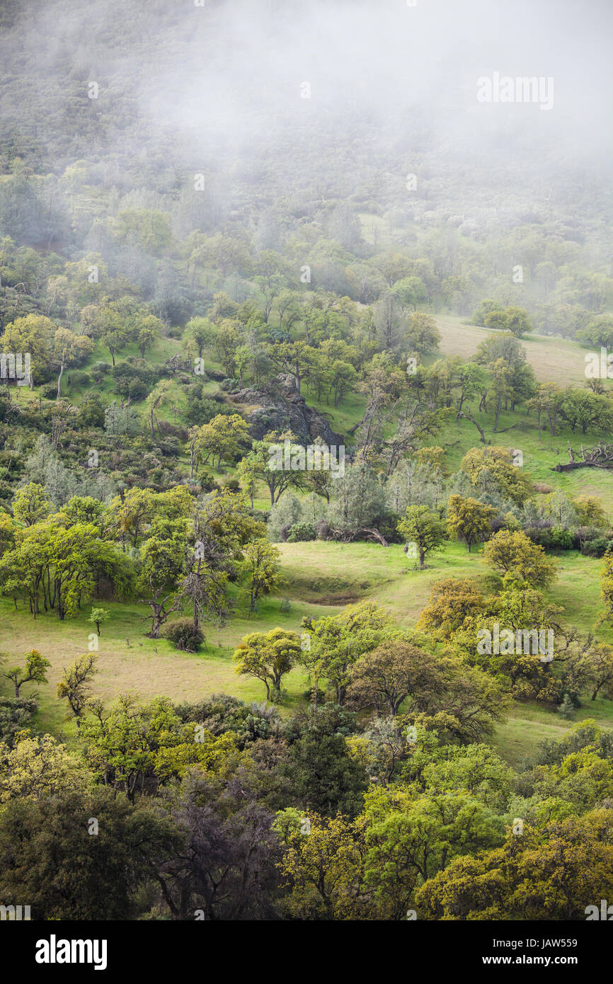 valley of mixed oak and conifer trees with fog, Figueroa Mountain, near ...