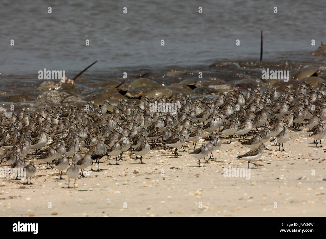 mixed shore bird flock including semipalmated sandpipers (Calidris ...