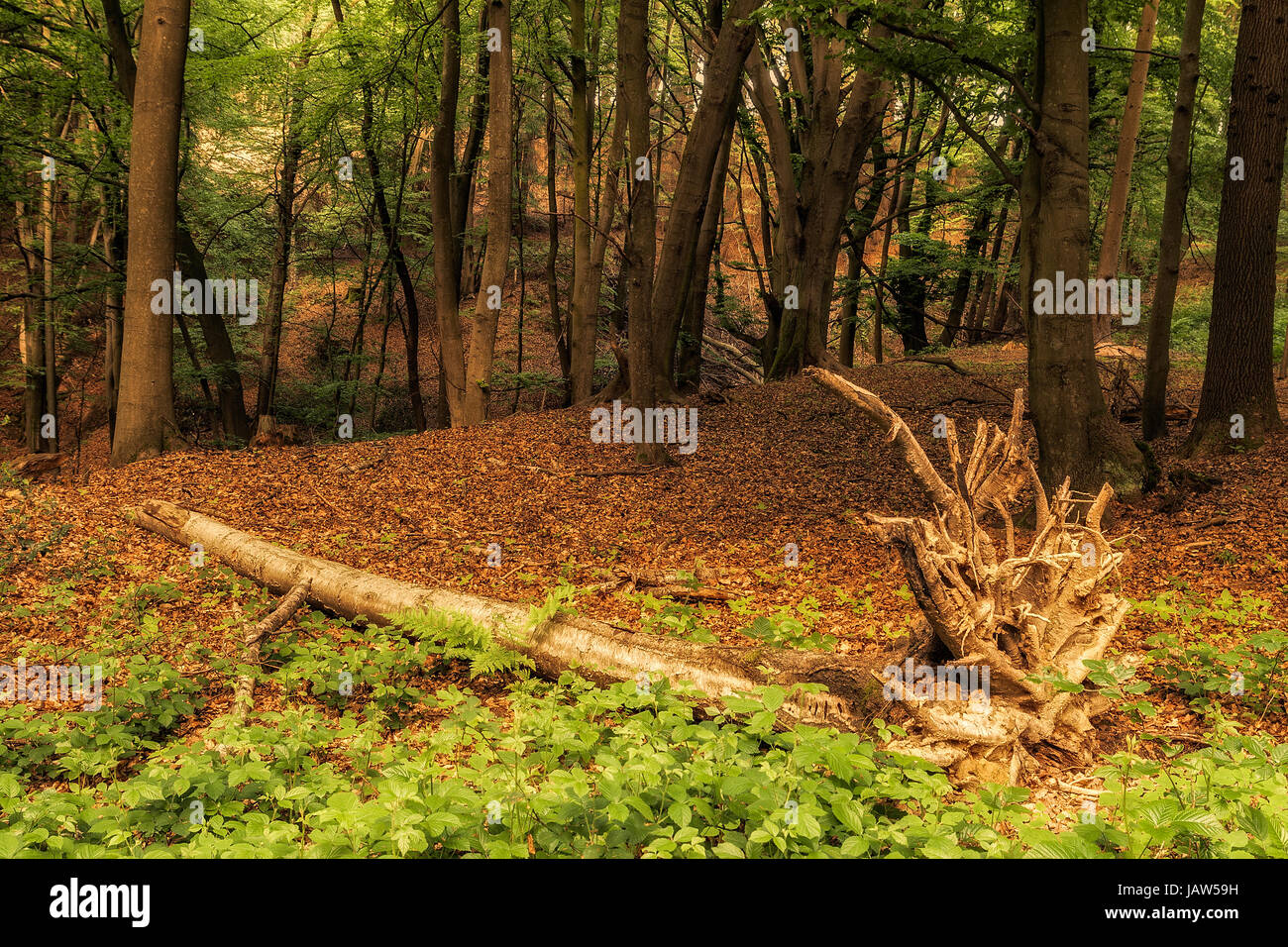 Roots woods forest trees woodland hi-res stock photography and images ...