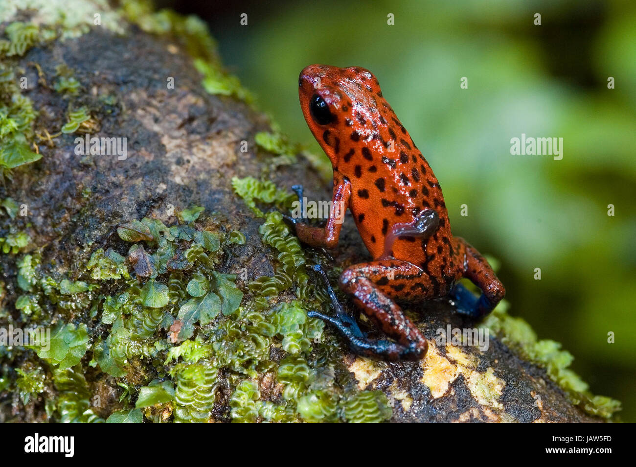 Poison dart frog tadpole hi-res stock photography and images - Alamy