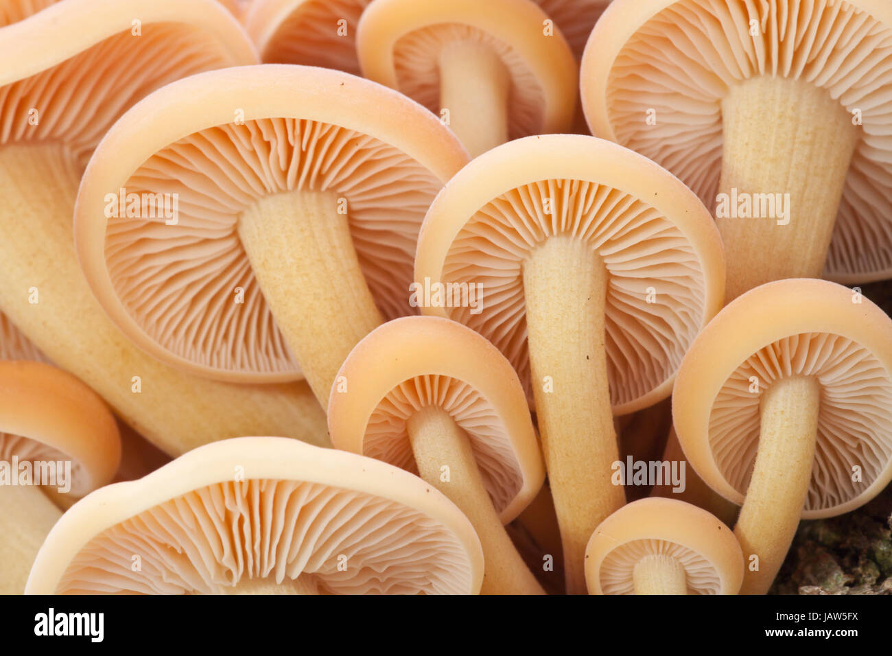 Pilze basidiomycota hi-res stock photography and images - Alamy