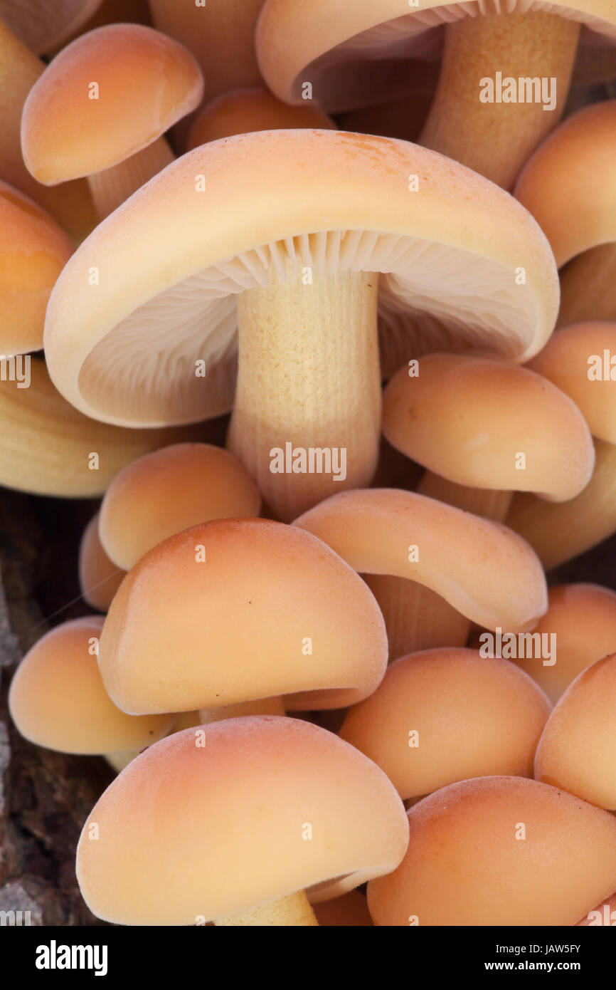 Pilze basidiomycota hi-res stock photography and images - Alamy