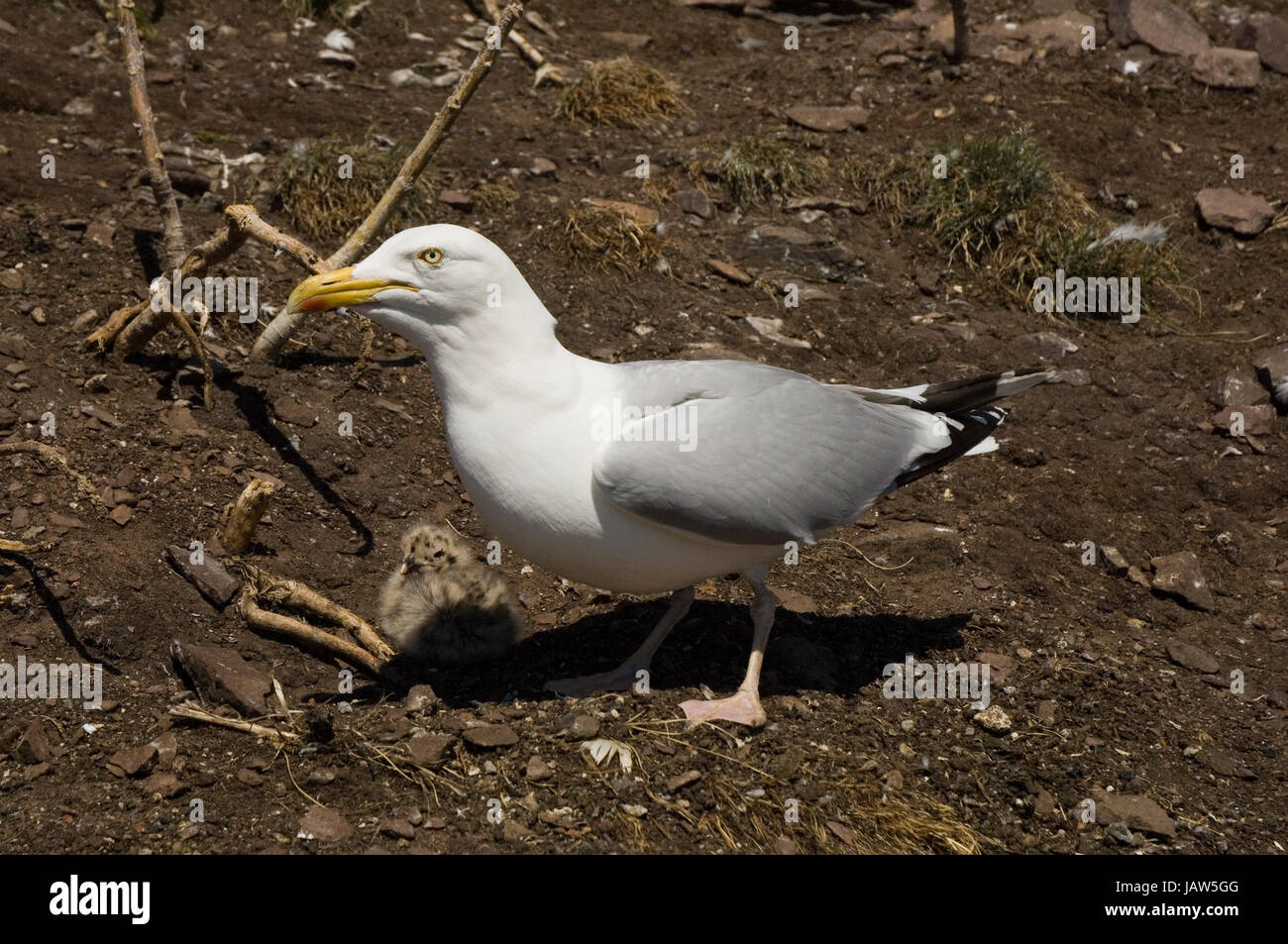 Gabbiano reale, Larus ridibundus, adulto, pullus, adult, chick, Bass ...